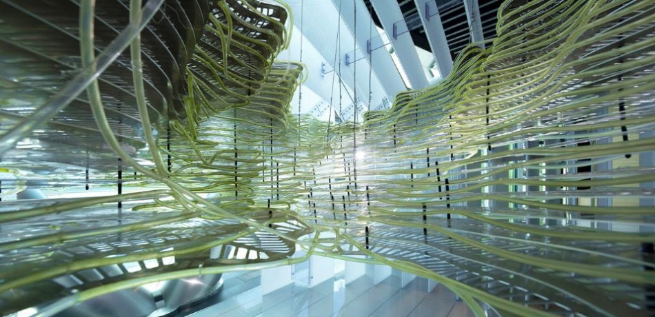 algaefarming,ale,ale乐队_大山谷图库